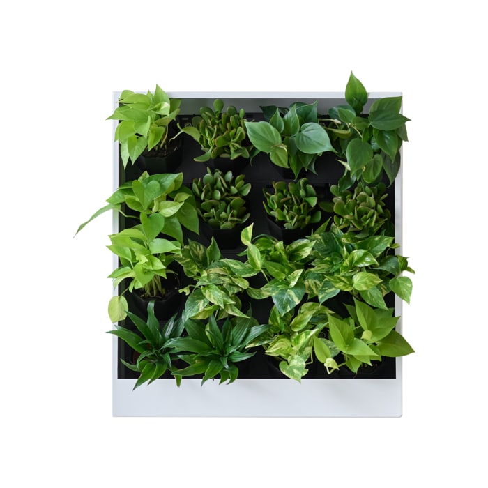 Living Wall Planter - Education Snapshots